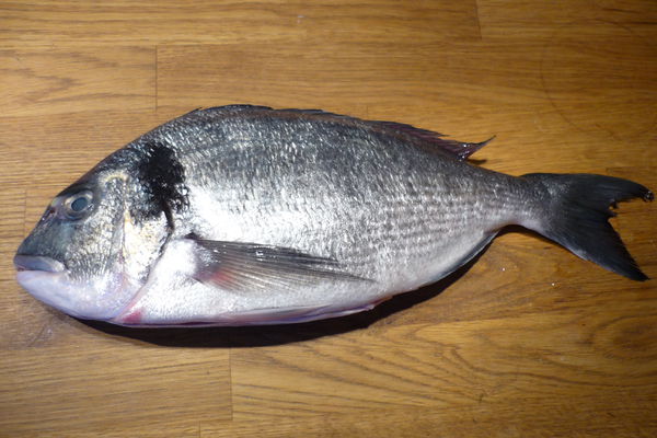 Zutat:Dorade – Koch-Wiki