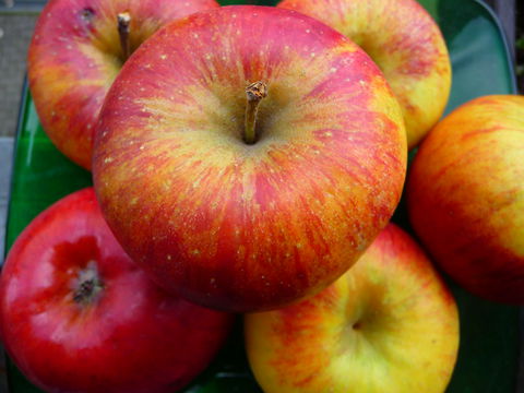 Kategorie:Apfelsorten – Koch-Wiki