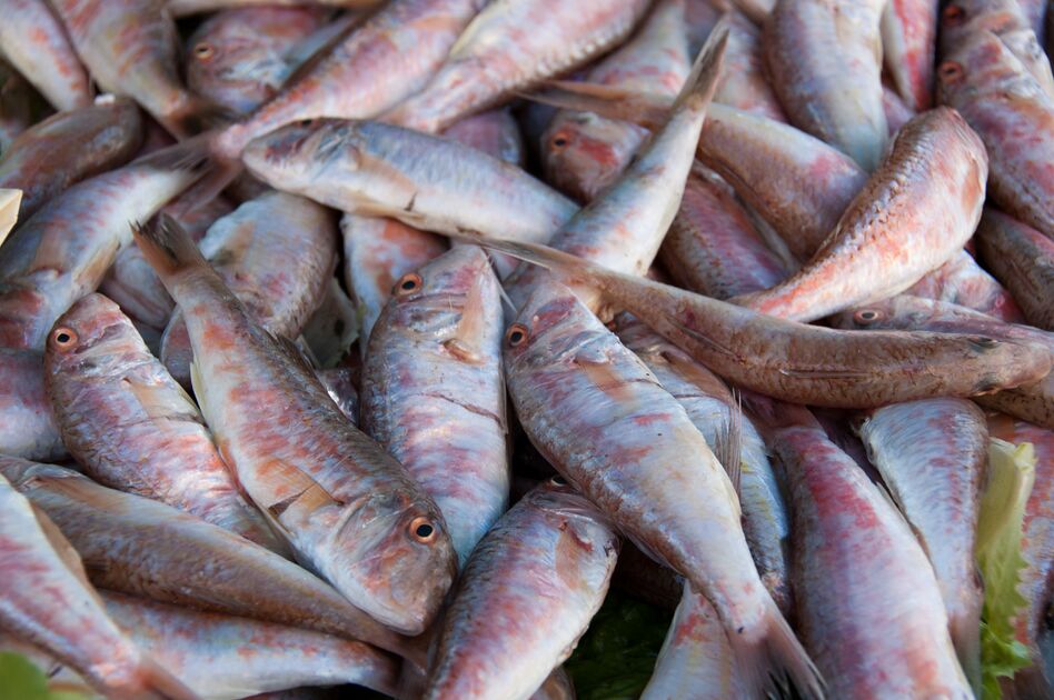 Zutat:Rotbarbe – Koch-Wiki