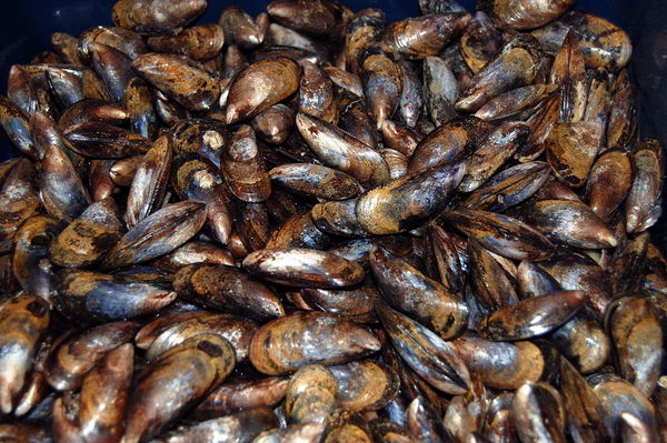 Kategorie:Muschel – Koch-Wiki