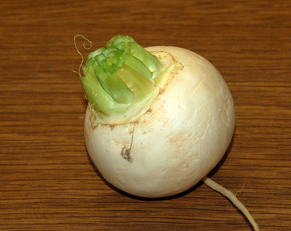 Zutat:Rettich – Koch-Wiki