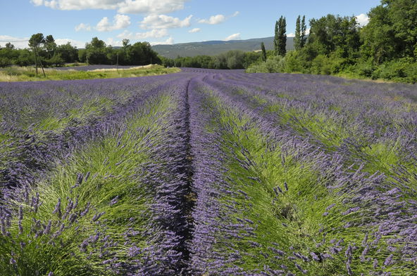Zutat:Lavendel – Koch-Wiki