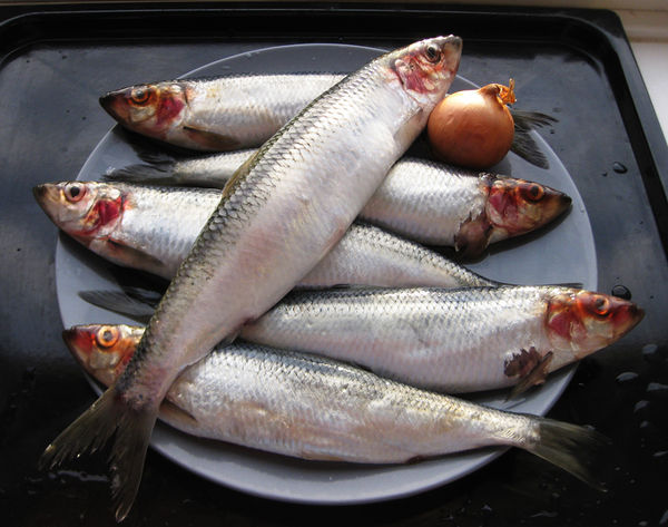 Zutat:Hering – Koch-Wiki
