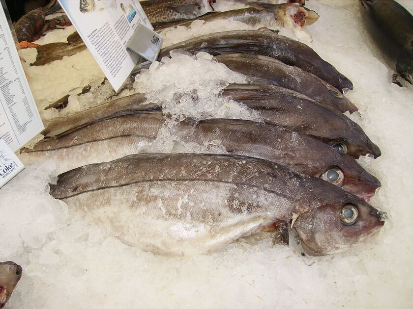 Zutat:Schellfisch – Koch-Wiki