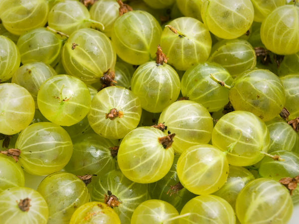 Zutat:Stachelbeere – Koch-Wiki