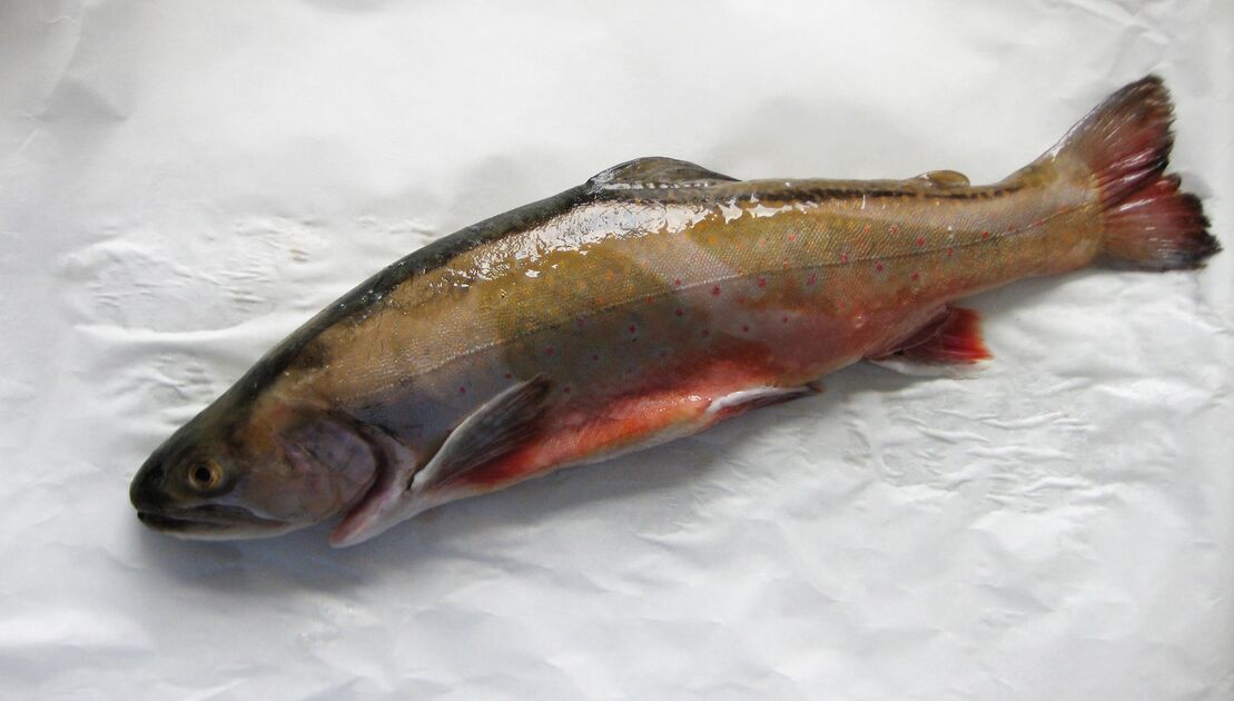 Zutat:Saibling – Koch-Wiki