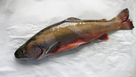 Zutat:Saibling – Koch-Wiki